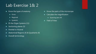 Anatomy Lab exam 1 | PPT