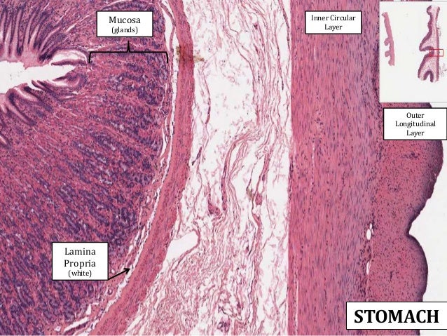 Labeled Stomach Slide