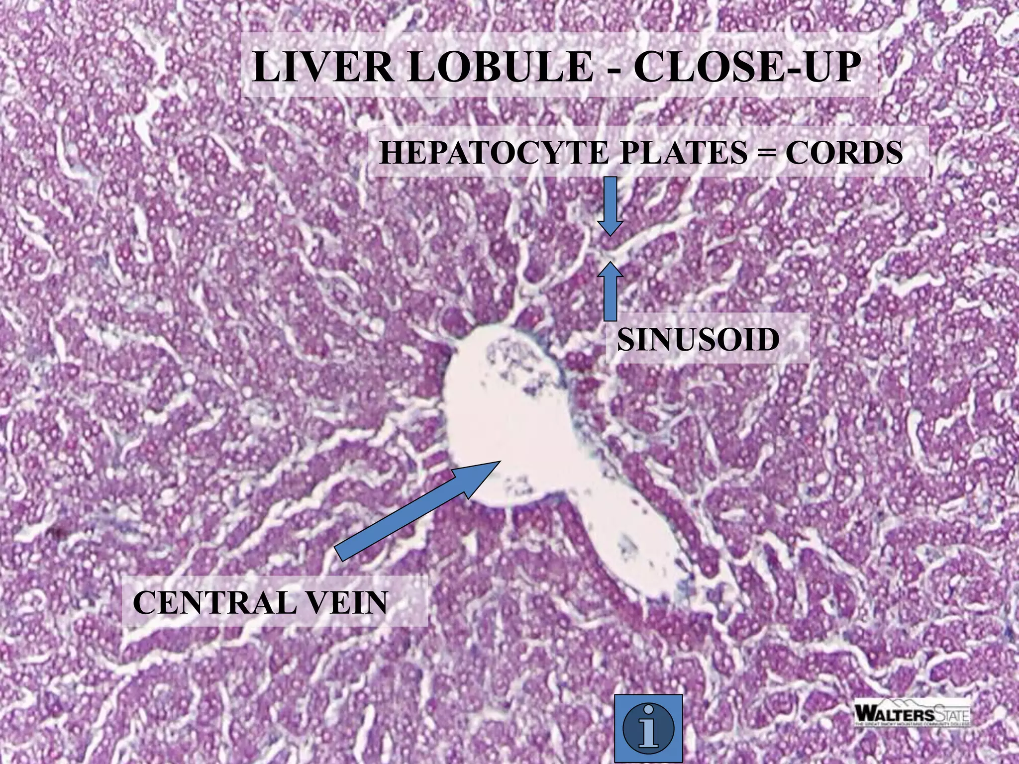 Lab Exam 3 Renal Respiratory Digestion | PPTX