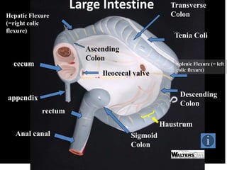 Lab Exam 3 Renal Respiratory Digestion | PPTX