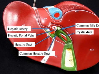Common Bile Duct Model