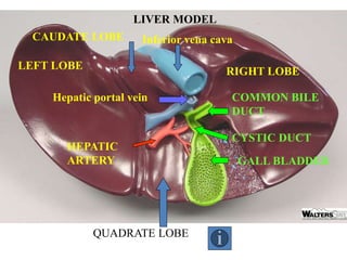 Liver Model Labeled