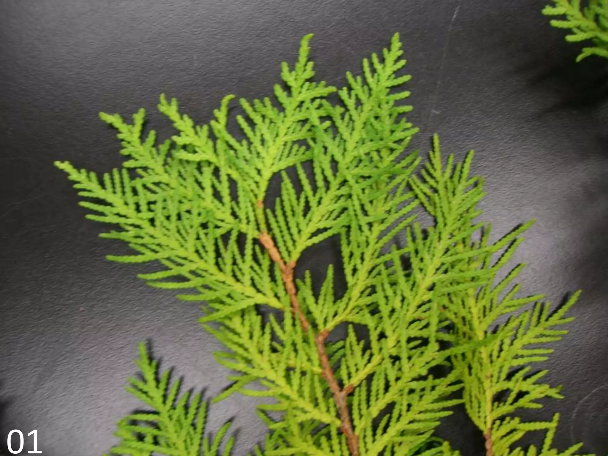 Lab Exam Tree Flashcards | PPTX