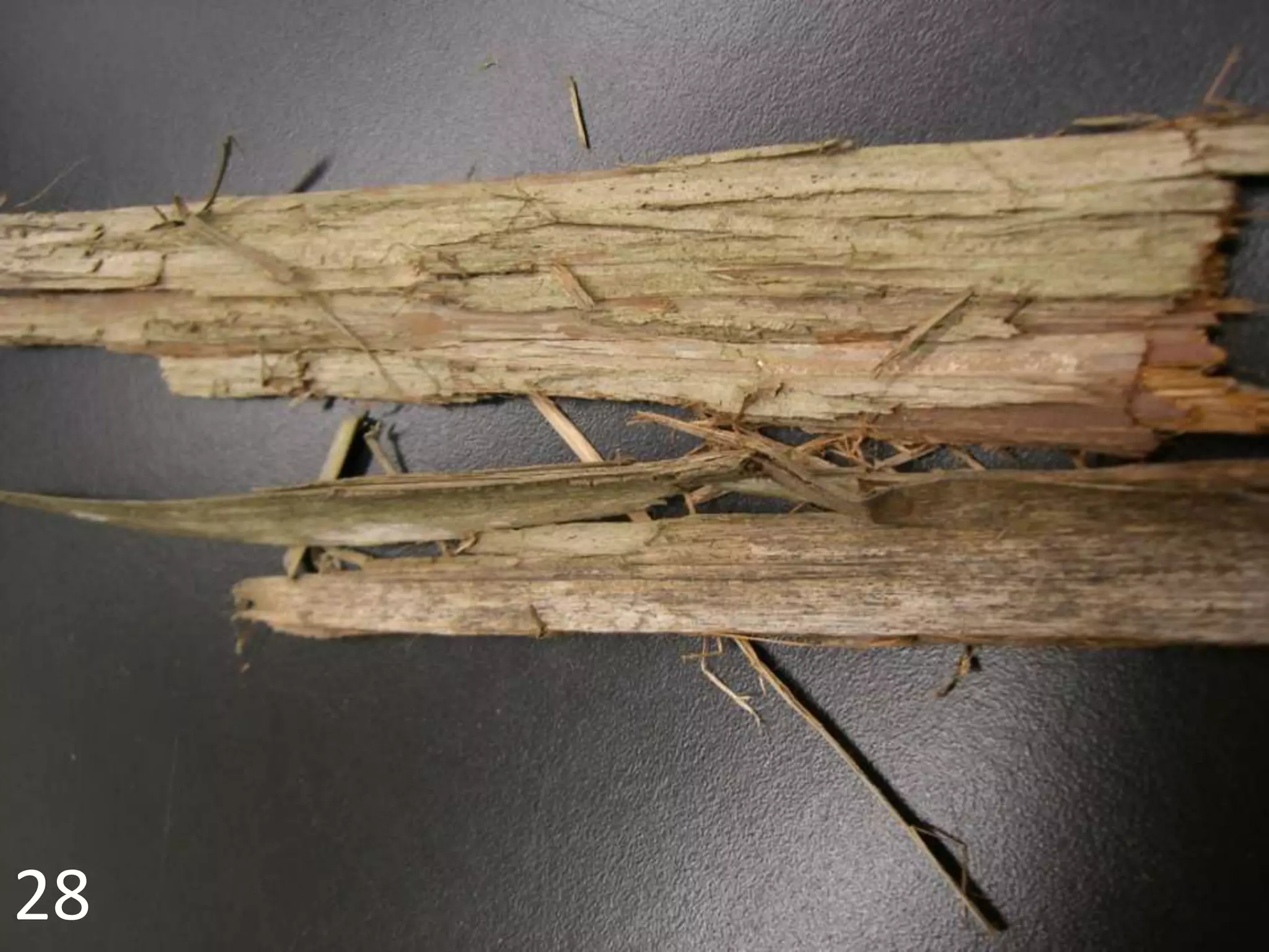 Lab Exam Tree Flashcards | PPTX