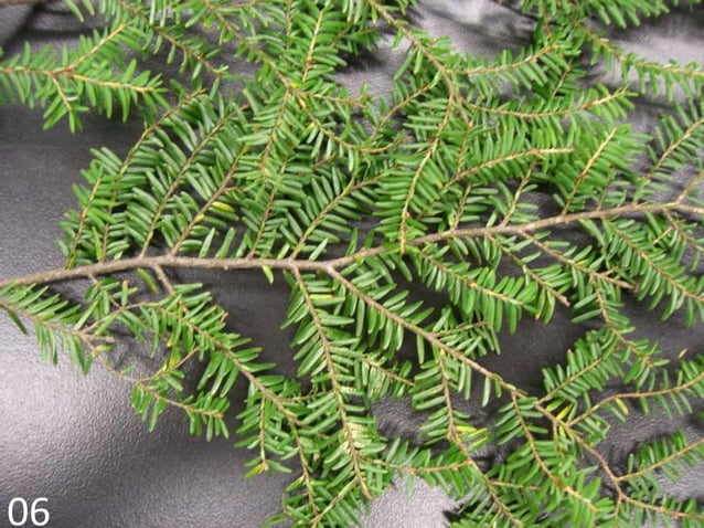 Lab Exam Tree Flashcards | PPTX