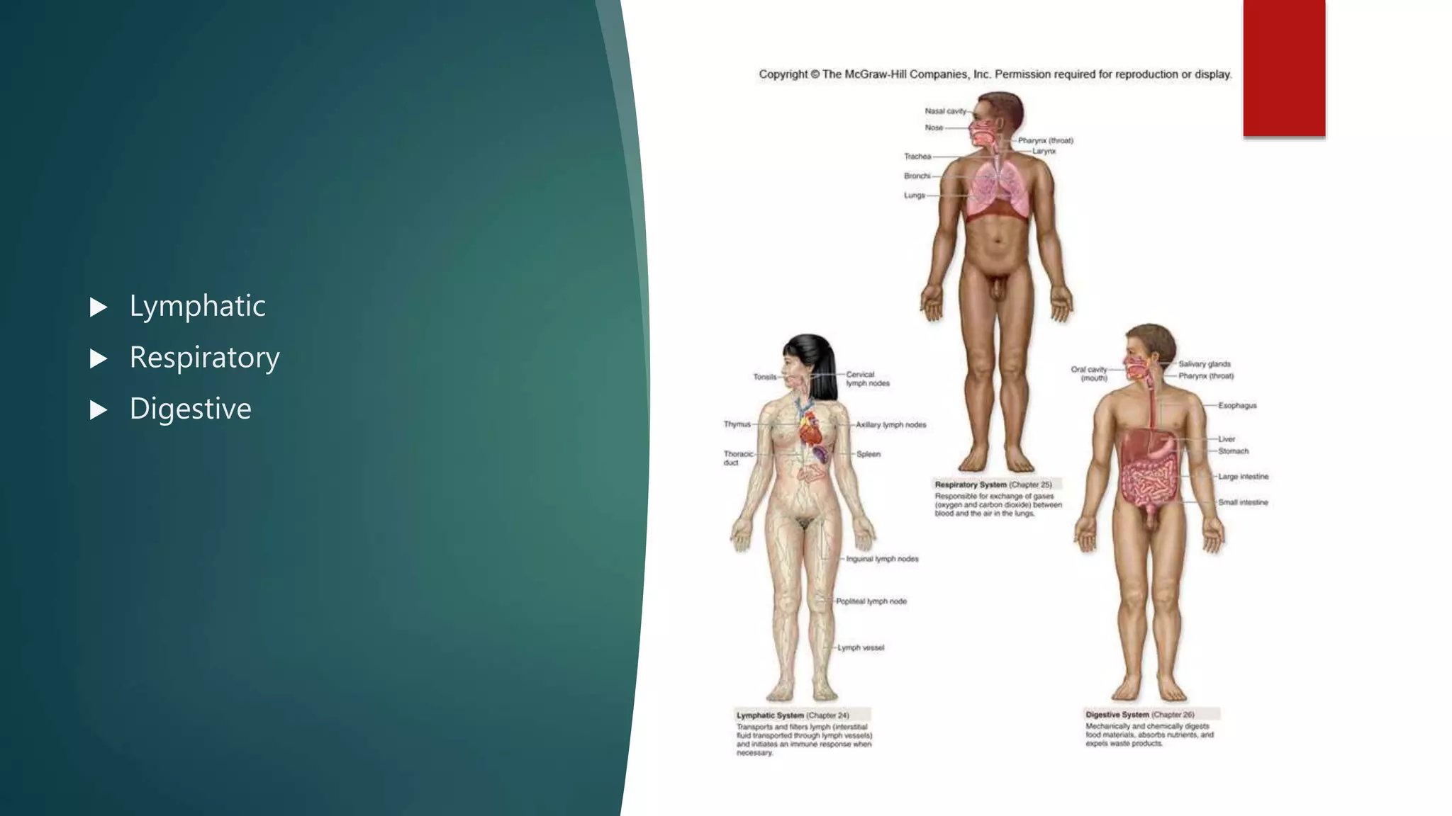 Anatomy Lab exercise 1 | PPT