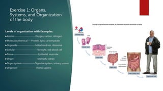 Anatomy Lab exercise 1 | PPT