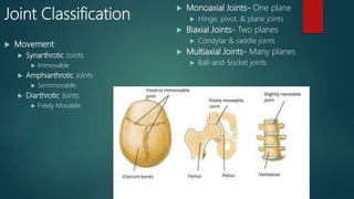 Anatomy Lab exercise 10 | PPT