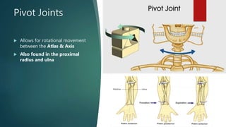 Anatomy Lab exercise 10 | PPT