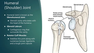 Anatomy Lab exercise 10 | PPT