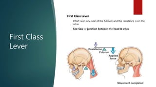 Anatomy Lab exercise 10 | PPT