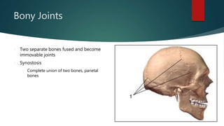 Anatomy Lab exercise 10 | PPT