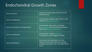 Anatomy Lab exercise 10 | PPT