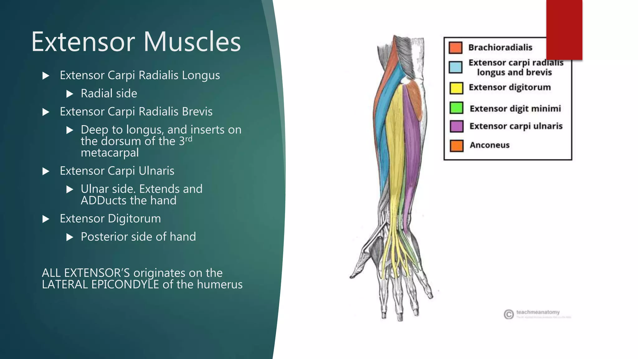Anatomy Lab exercise 11 | PPT