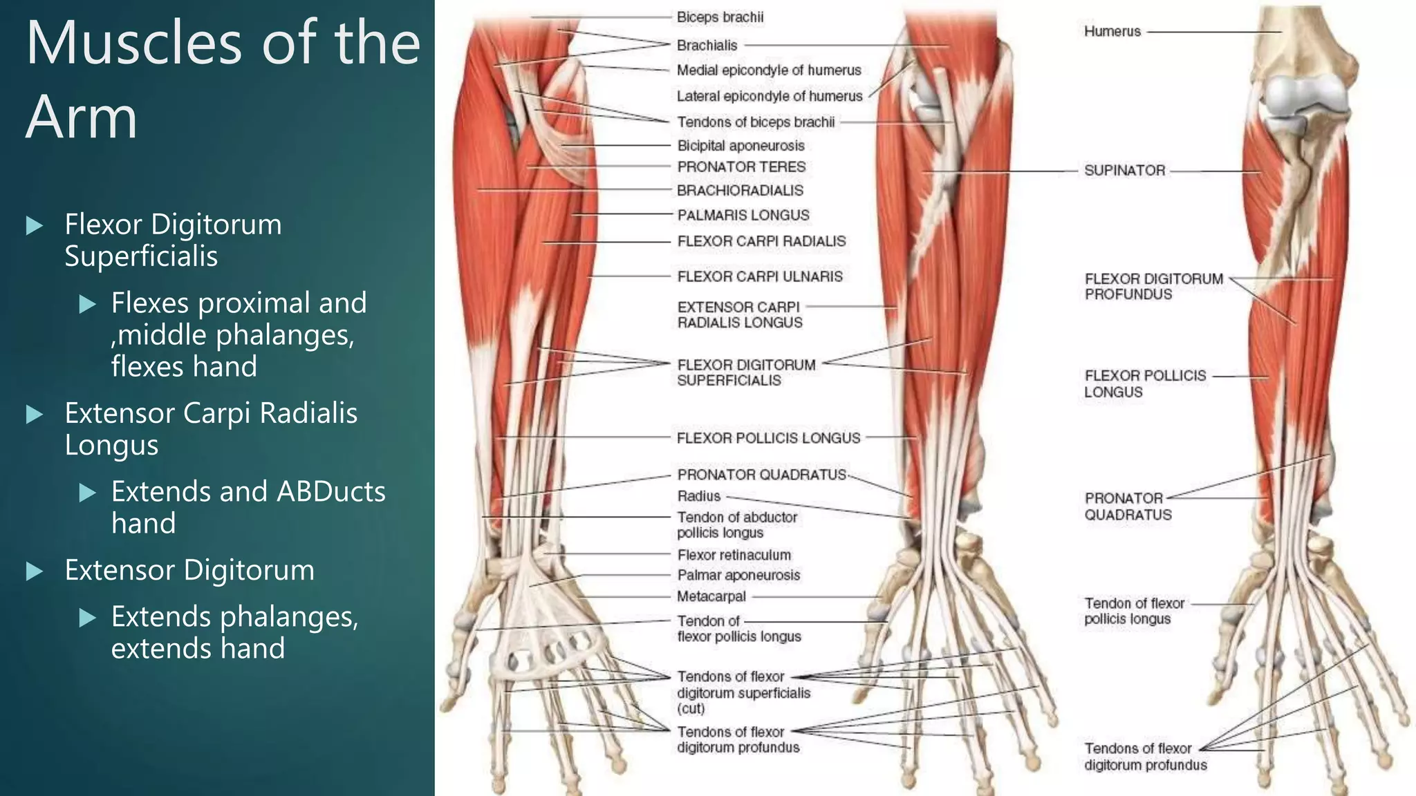 Anatomy Lab exercise 11 | PPT