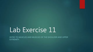 Anatomy Lab exercise 11 | PPT
