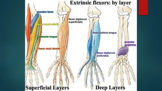 Anatomy Lab exercise 11 | PPT