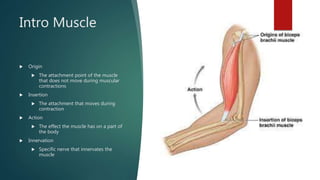 Anatomy Lab exercise 11 | PPT
