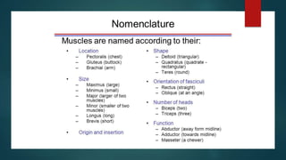 Anatomy Lab exercise 11 | PPT