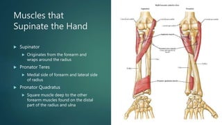 Anatomy Lab exercise 11 | PPT