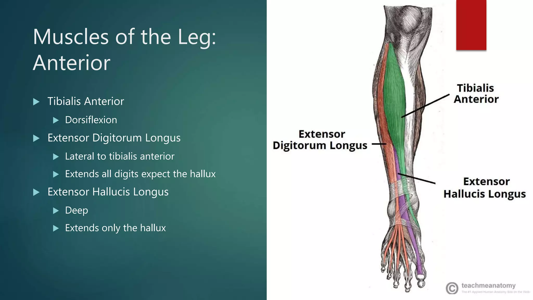 Anatomy Lab exercise 12 | PPT