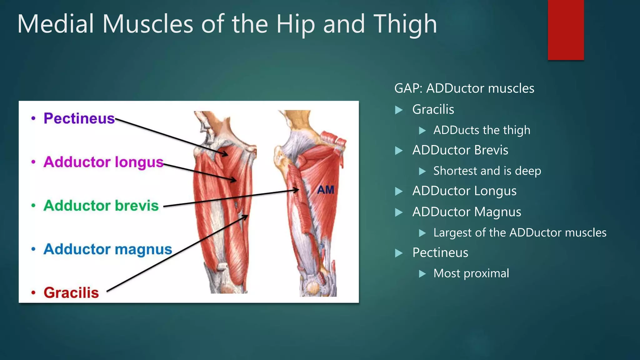 Anatomy Lab exercise 12 | PPT