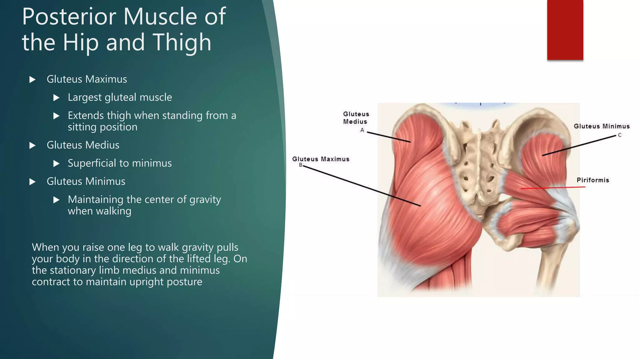 Anatomy Lab exercise 12 | PPT