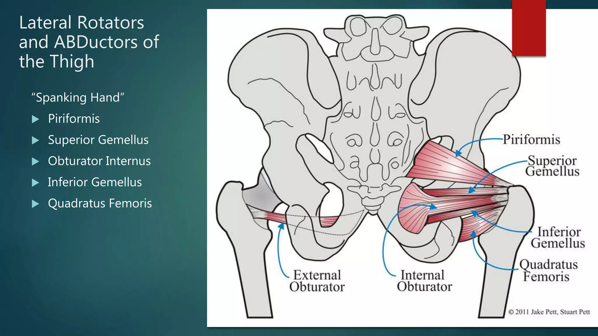 Anatomy Lab exercise 12 | PPT