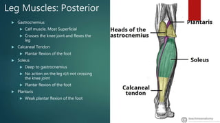Anatomy Lab exercise 12 | PPT
