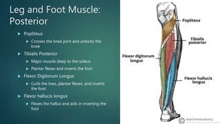 Anatomy Lab exercise 12 | PPT
