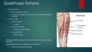 Anatomy Lab exercise 12 | PPT