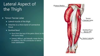 Anatomy Lab exercise 12 | PPT