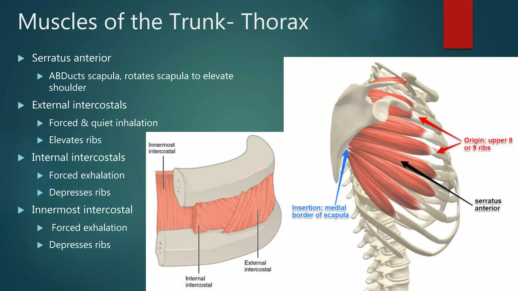 Anatomy Lab exercise 13 and 14 | PPT