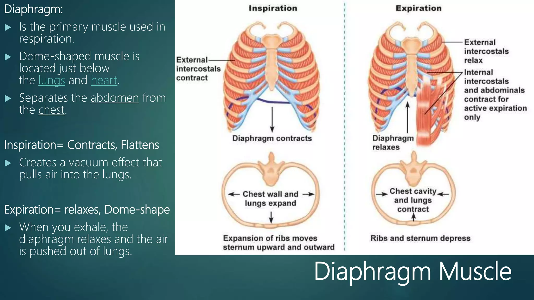 Anatomy Lab exercise 13 and 14 | PPT