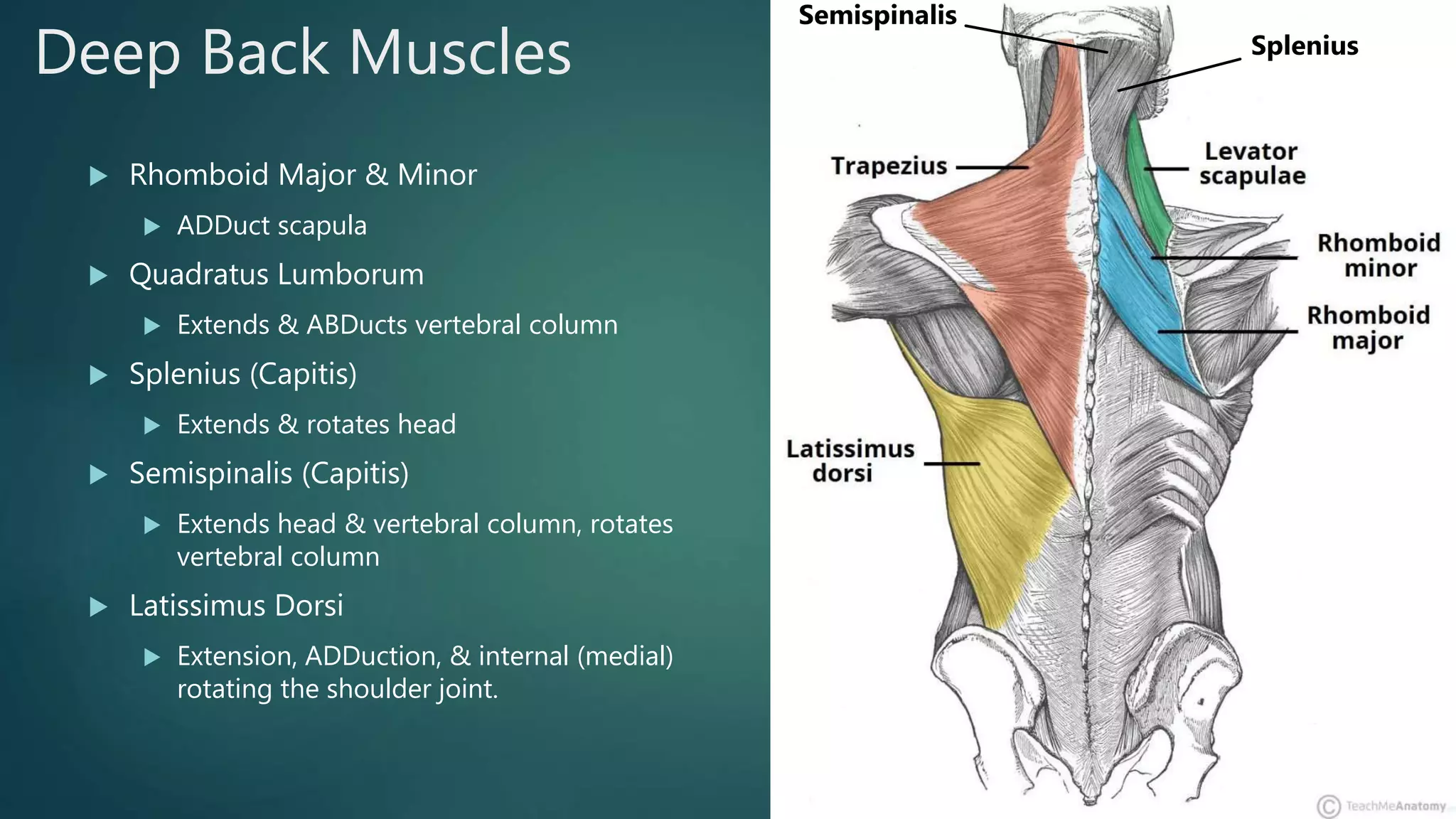Anatomy Lab exercise 13 and 14 | PPT