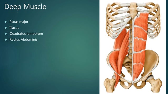 Anatomy Lab exercise 13 and 14 | PPT