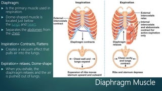 Anatomy Lab exercise 13 and 14 | PPTX