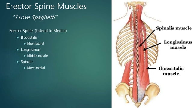 Anatomy Lab exercise 13 and 14 | PPT