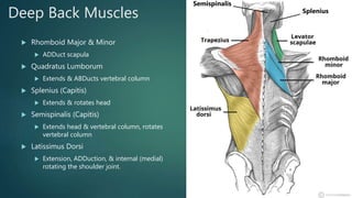 Anatomy Lab exercise 13 and 14 | PPTX