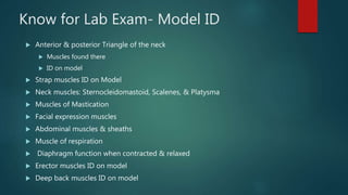 Anatomy Lab exercise 13 and 14 | PPT