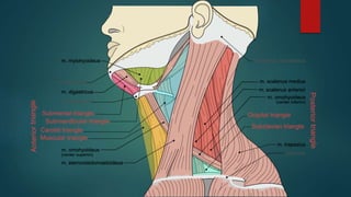Anatomy Lab exercise 13 and 14 | PPT