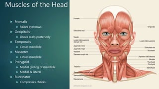 Anatomy Lab exercise 13 and 14 | PPT
