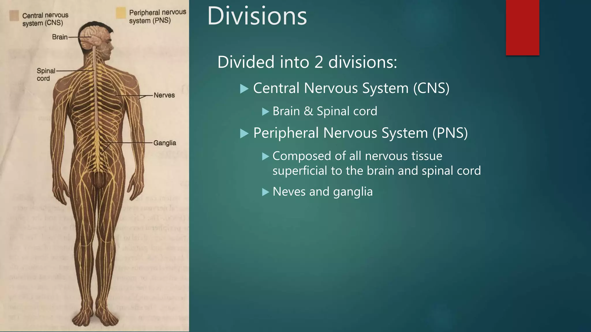 Anatomy Lab exercise 15 | PPTX