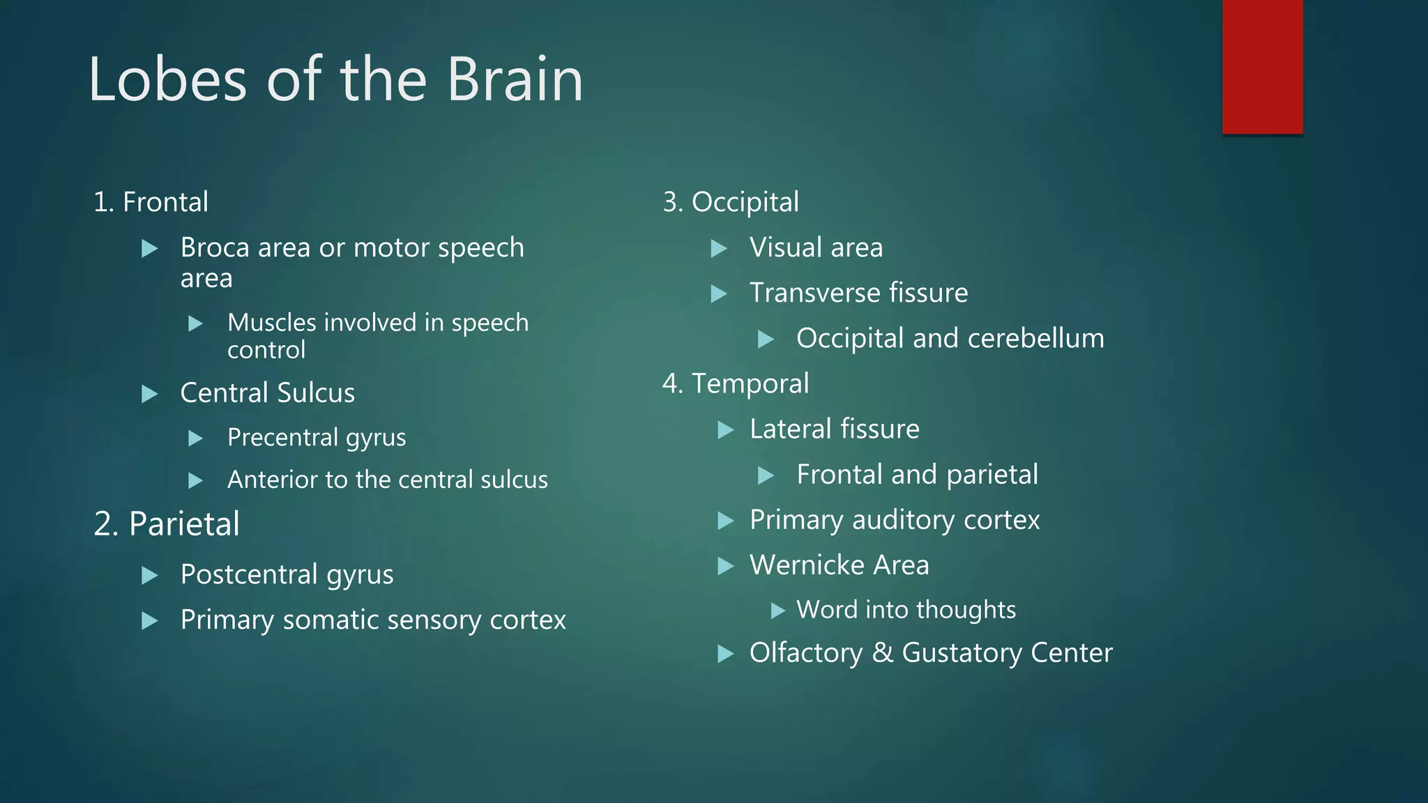 Anatomy Lab exercise 16 | PPTX