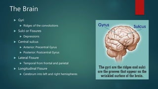 Anatomy Lab exercise 16 | PPTX