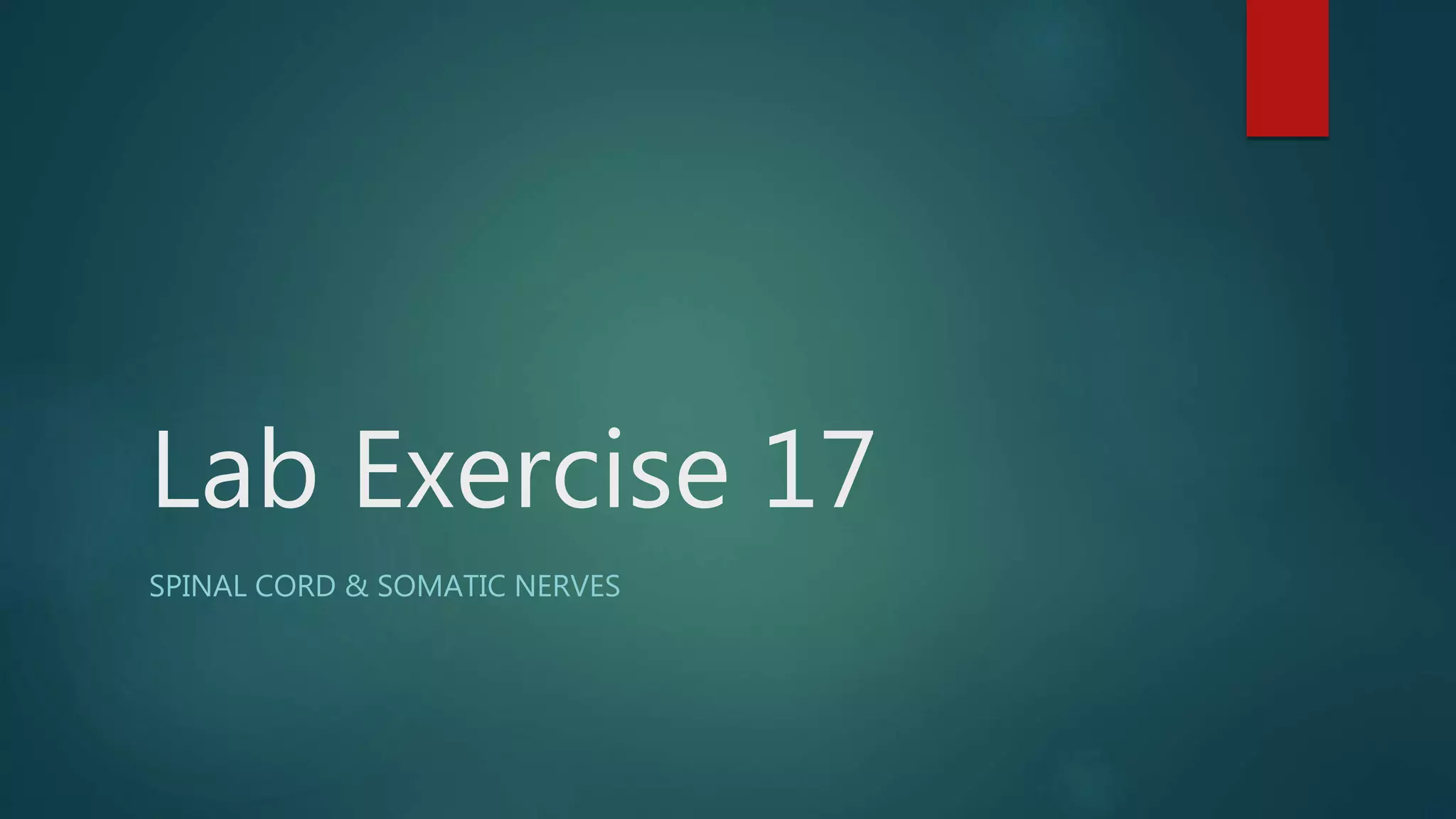 Anatomy Lab exercise 17 | PPTX