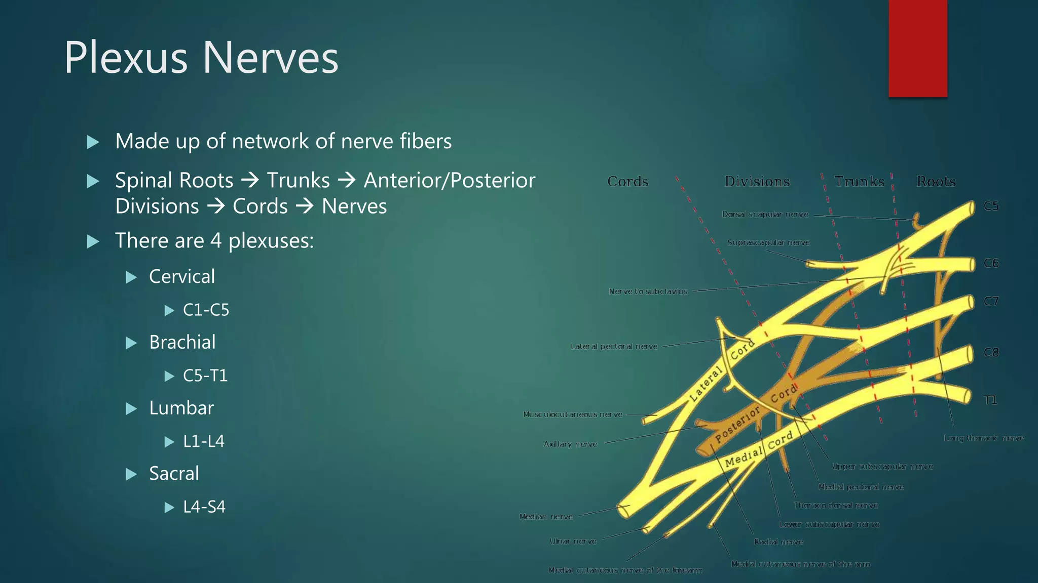 Anatomy Lab exercise 17 | PPTX