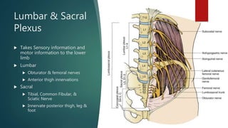 Anatomy Lab exercise 17 | PPTX