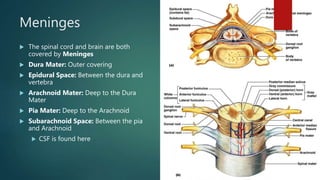 Anatomy Lab exercise 17 | PPTX