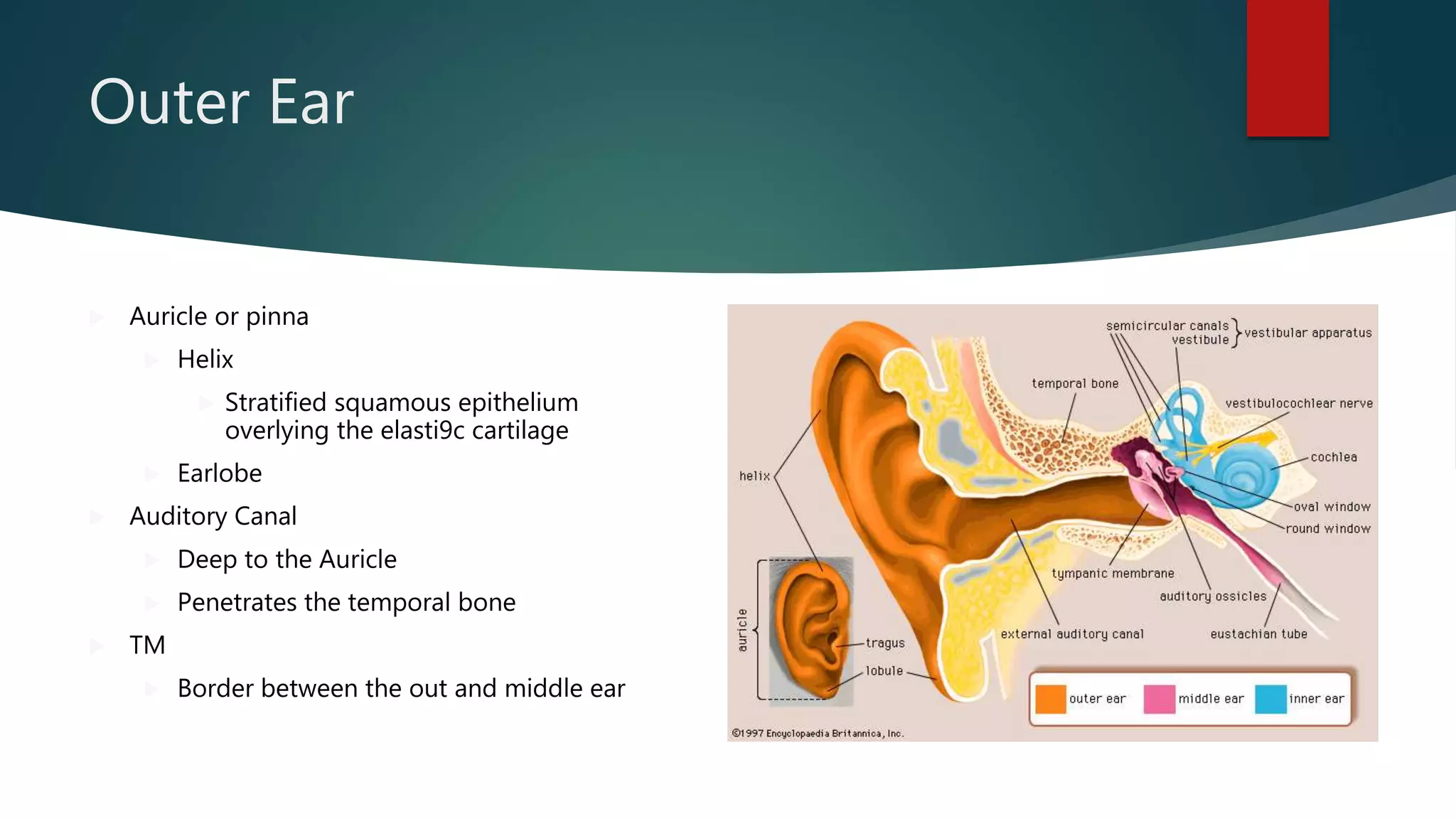 Anatomy Lab Exercise 18: Intro Sensory Receptors | PPTX